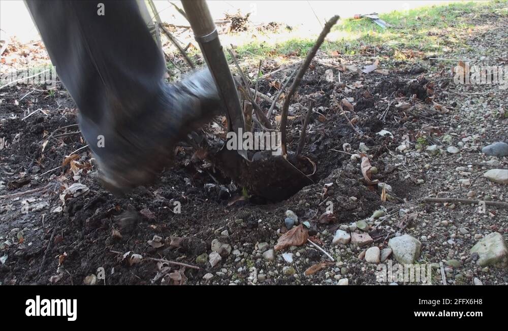 Dig for roots Stock Videos & Footage - HD and 4K Video Clips - Alamy
