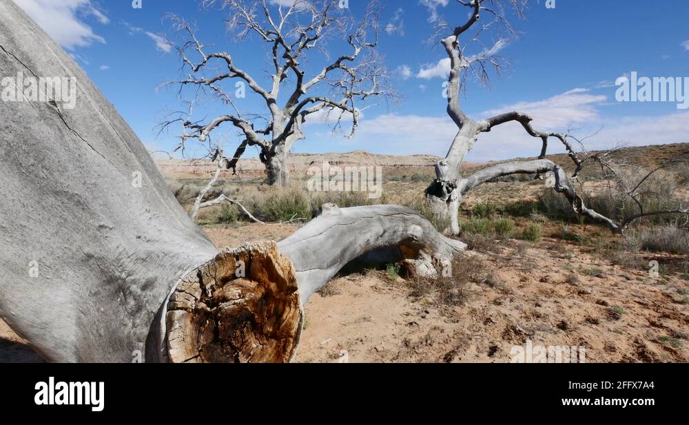 Famine graveyard Stock Videos & Footage - HD and 4K Video Clips - Alamy