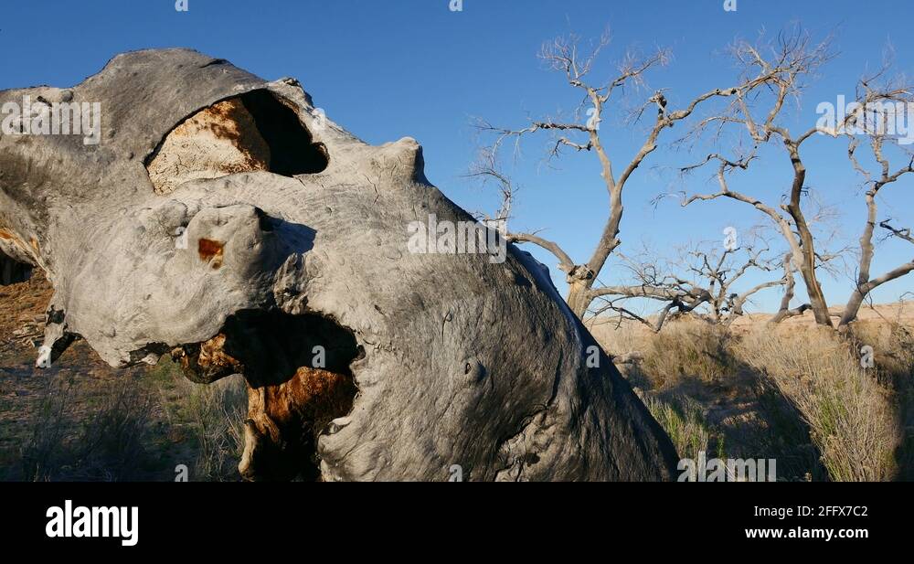 Rustic tree stump Stock Videos & Footage - HD and 4K Video Clips - Alamy