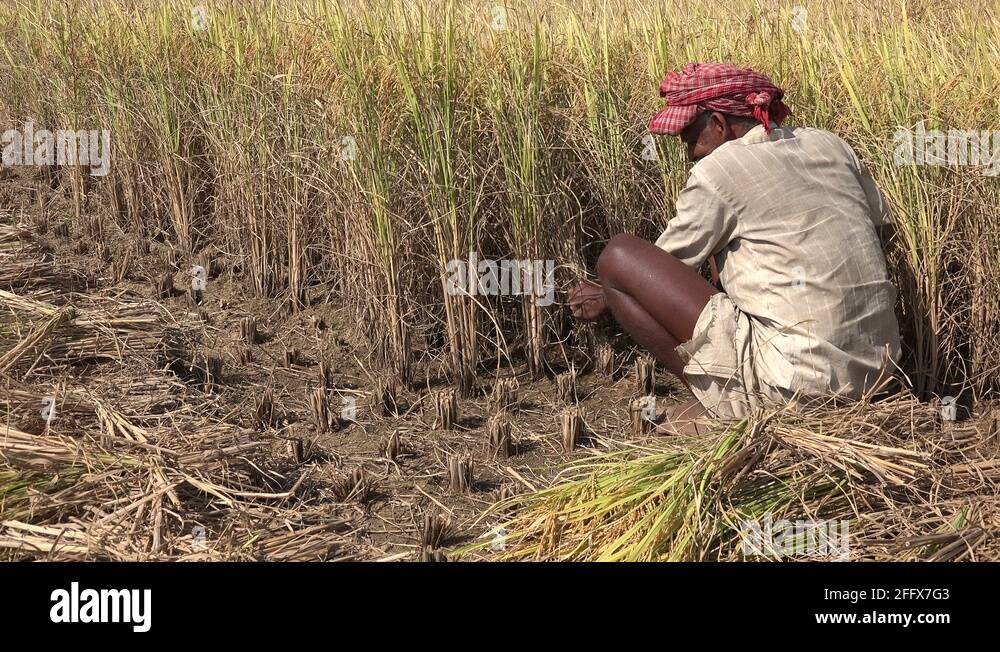 Farmer cutting crops Stock Videos & Footage - HD and 4K Video Clips - Alamy