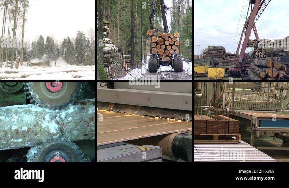 Tree cut in forest Stock Videos & Footage - HD and 4K Video Clips - Alamy