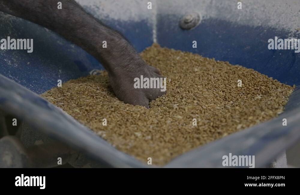 Milling grain grains Stock Videos & Footage - HD and 4K Video Clips - Alamy
