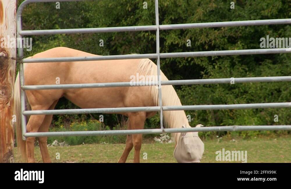 Penned horse Stock Videos & Footage - HD and 4K Video Clips - Alamy