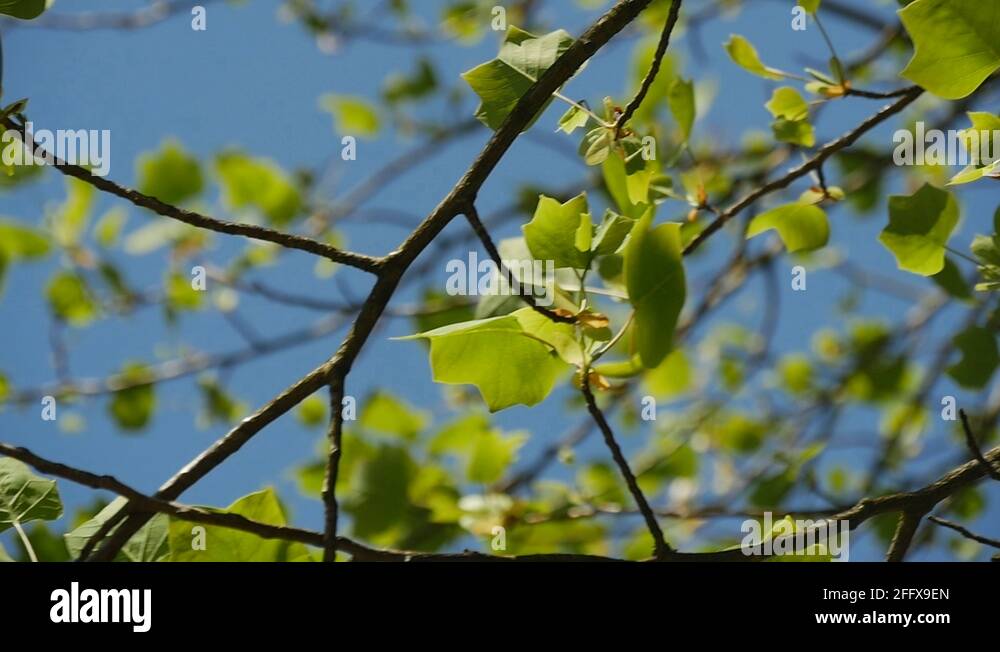 Tulip tree leaves Stock Videos & Footage - HD and 4K Video Clips - Alamy