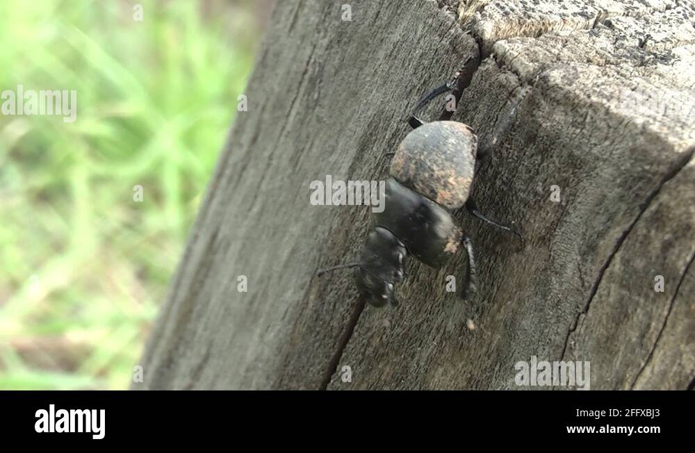 Live on grasslands Stock Videos & Footage - HD and 4K Video Clips - Alamy