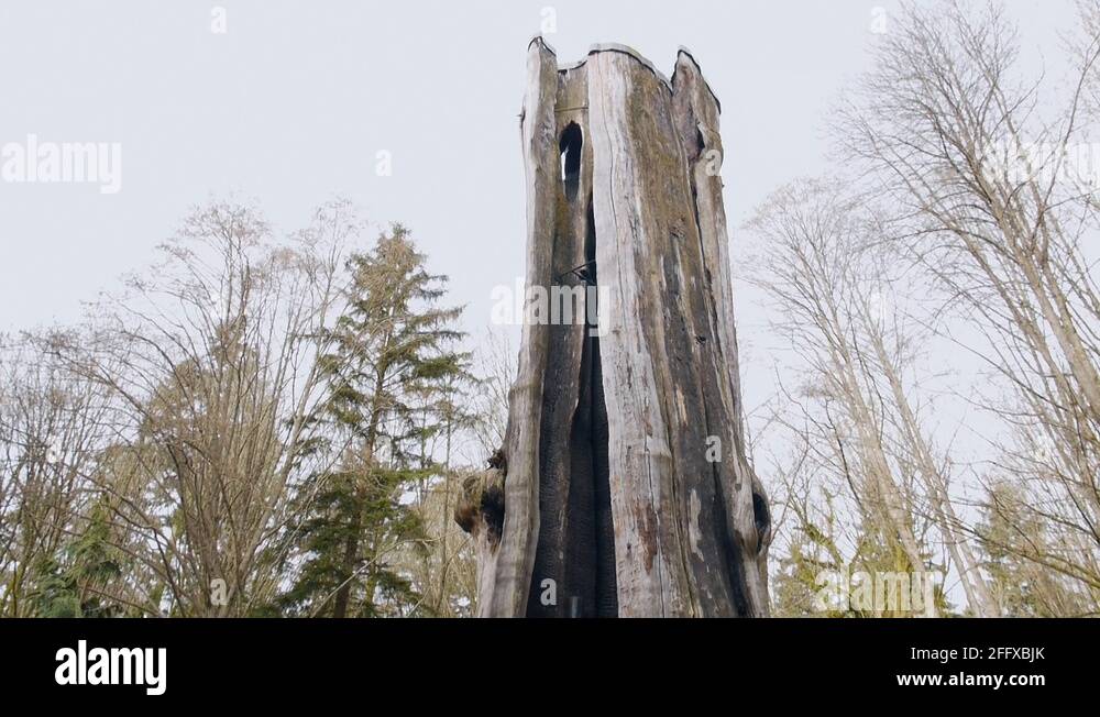 Stanley park tree canada Stock Videos & Footage - HD and 4K Video Clips ...