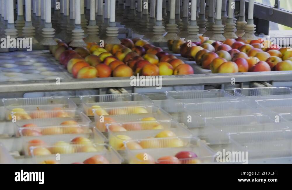 Apple picking machine Stock Videos & Footage - HD and 4K Video Clips ...