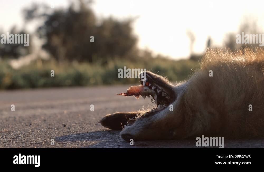 Road dead Stock Videos & Footage - HD and 4K Video Clips - Alamy