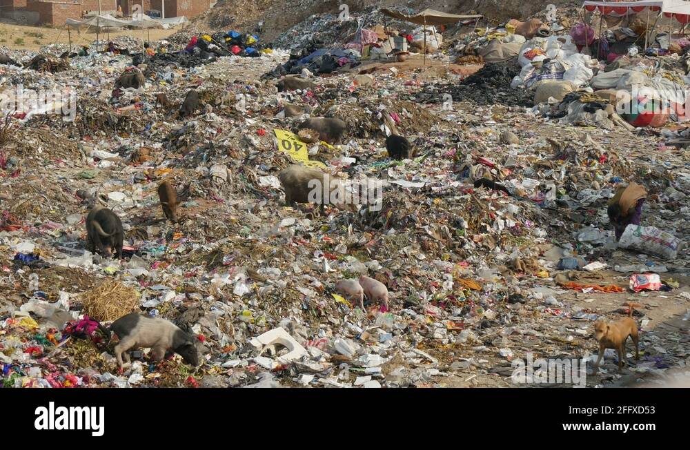 Garbage dump in India, poverty, feeding pigs, waste disposal Stock ...
