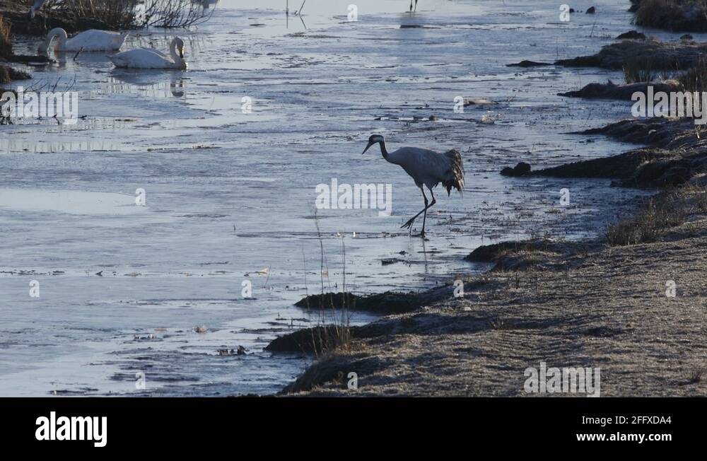 Ice crane Stock Videos & Footage - HD and 4K Video Clips - Alamy