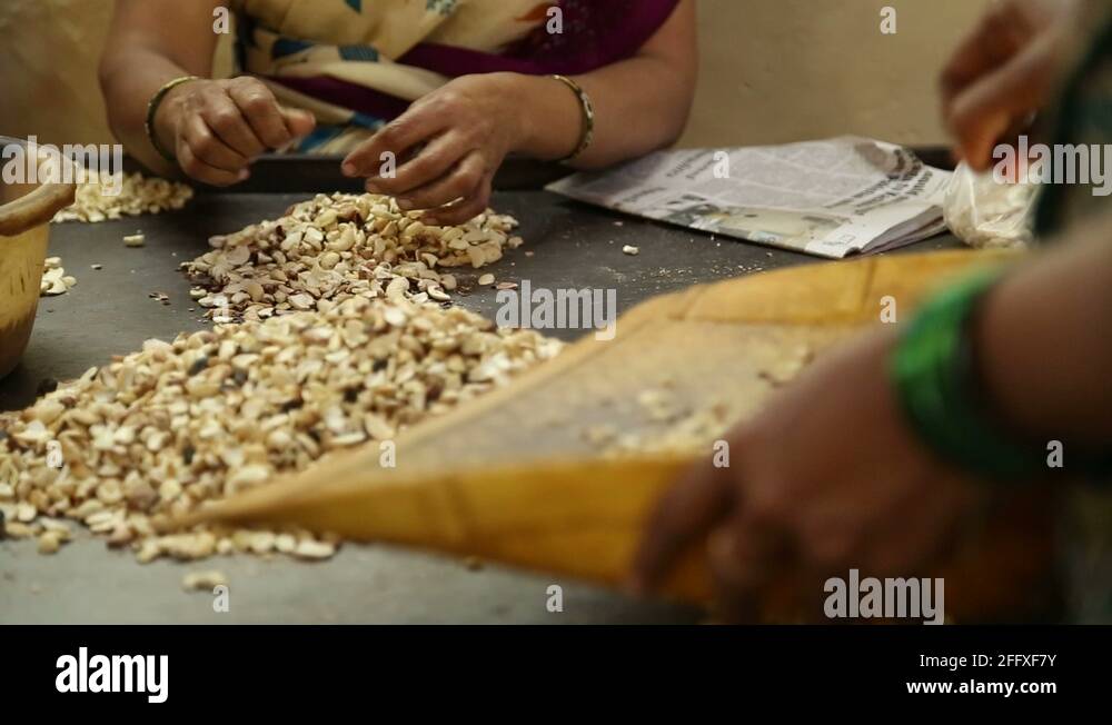 Women picking and sorting cashew nuts with their hands Stock Video ...
