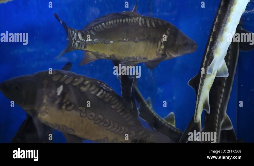 Elephant trunk fish Stock Videos & Footage - HD and 4K Video Clips - Alamy