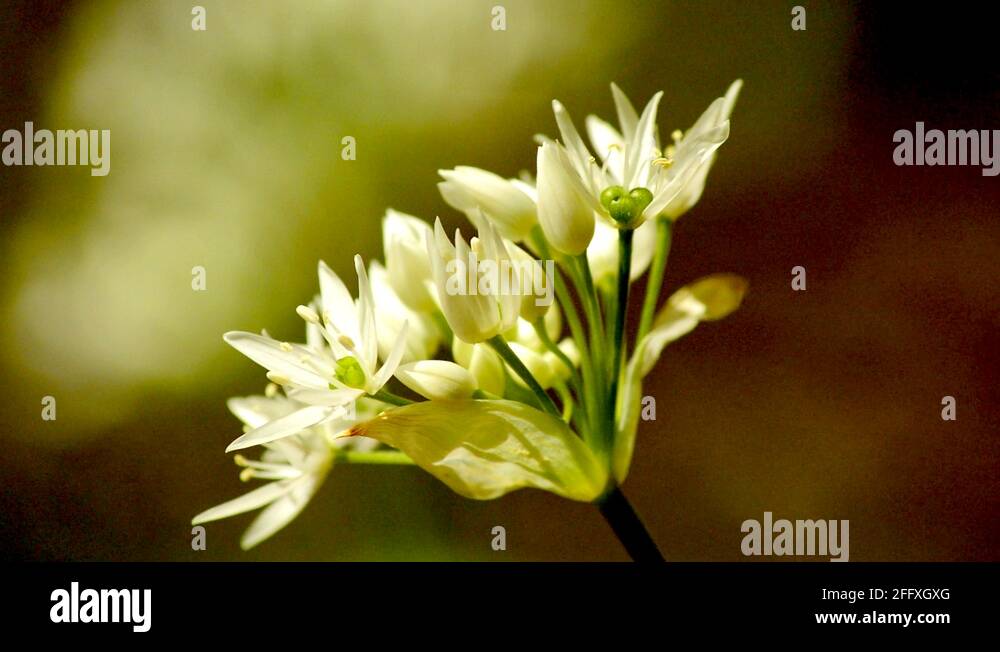 Garlic flower Stock Videos & Footage - HD and 4K Video Clips - Alamy