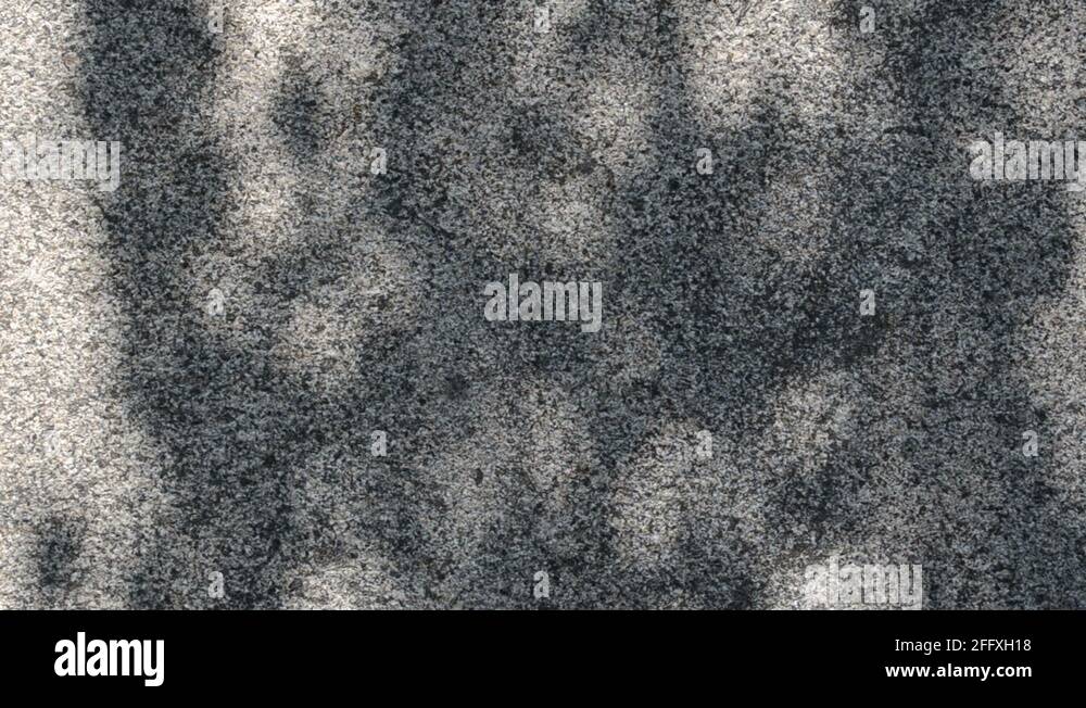 Tree branch texture Stock Videos & Footage - HD and 4K Video Clips - Alamy