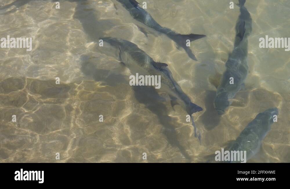 Tarpon megalops atlanticus Stock Videos & Footage - HD and 4K Video ...