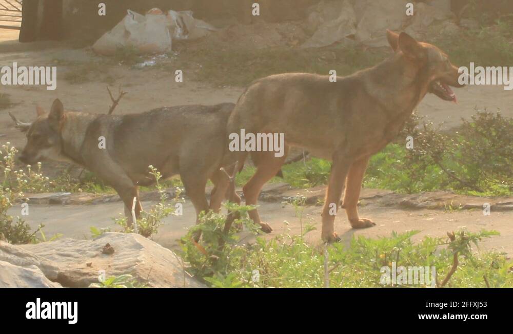 dog mating Stock Video Footage - Alamy