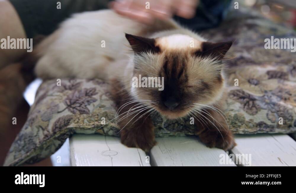 Spoiled pet Stock Videos & Footage - HD and 4K Video Clips - Alamy