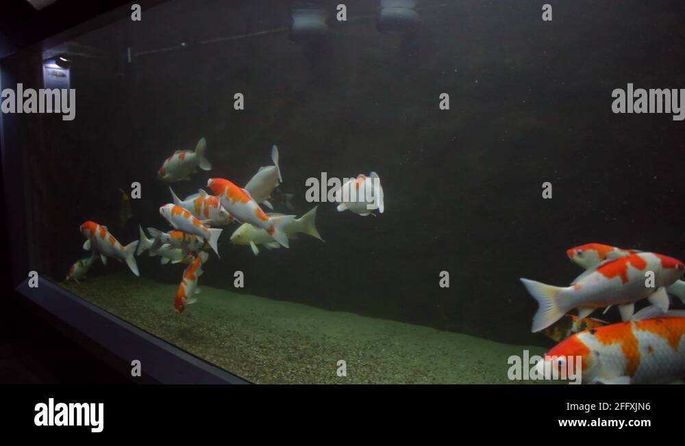 Nishikigoi, Koi fish, ornamental Japanese carp, Asian fish, aquarium ...