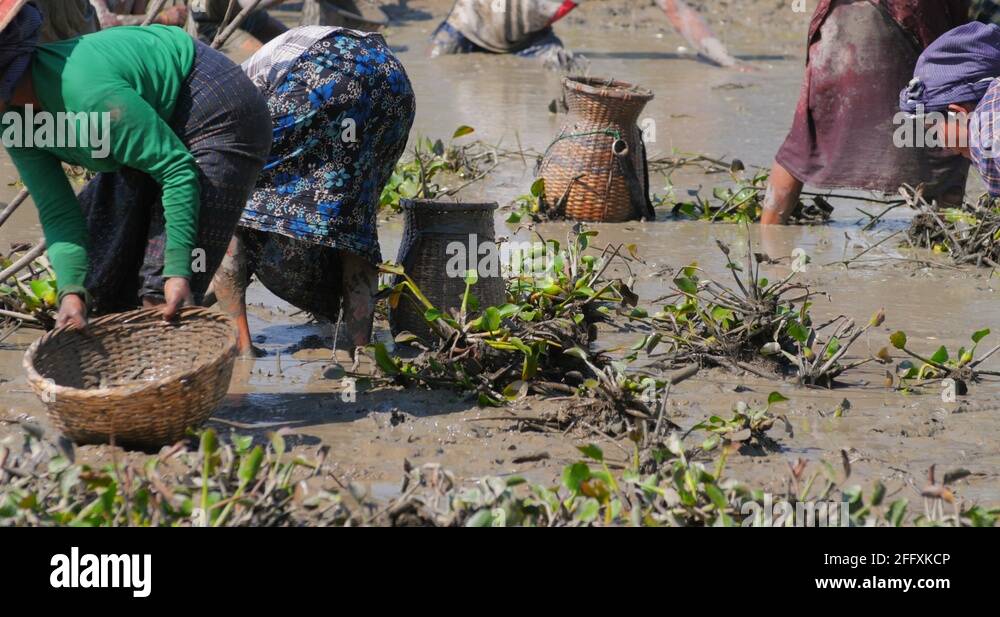 Fish in mud Stock Videos & Footage - HD and 4K Video Clips - Alamy