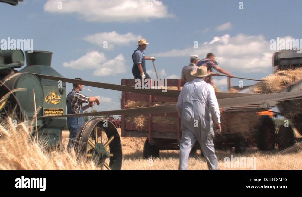 Zoom out as crew loads sheaves into threshing machine Stock Video ...