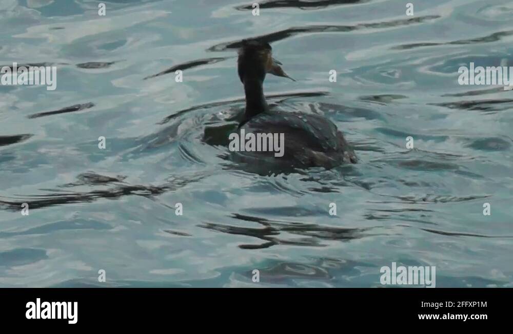 Swimming with a fish in its beak Stock Videos & Footage - HD and 4K ...