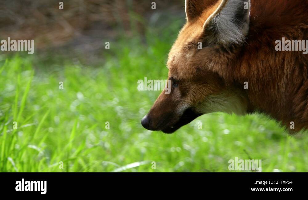 South american hunt Stock Videos & Footage - HD and 4K Video Clips - Alamy