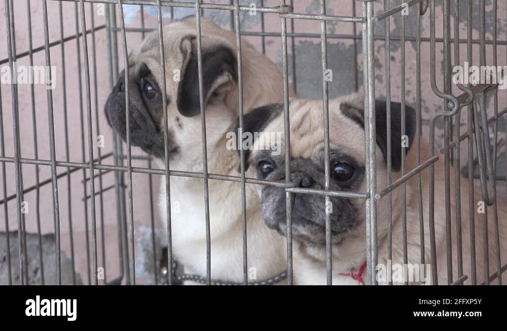 Dog pug at the stadium close up different breeds of dogs 4k Stock Video ...