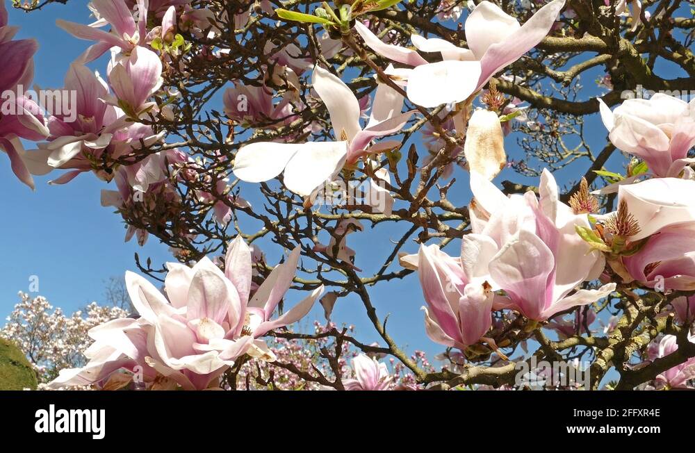 Magnolia tulip tree Stock Videos & Footage - HD and 4K Video Clips - Alamy
