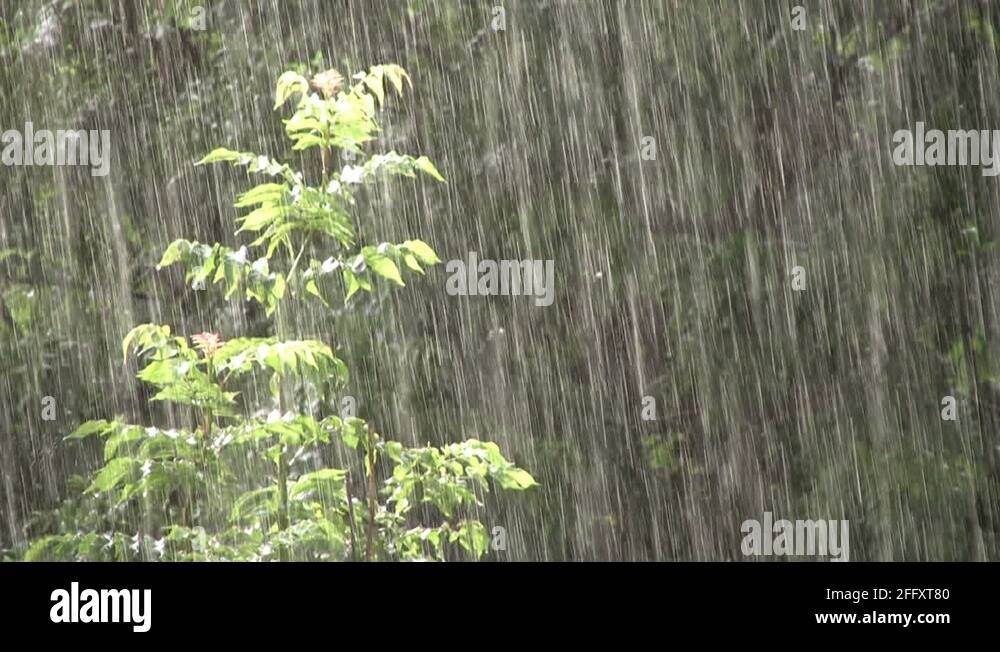 Sunlight rain Stock Videos & Footage - HD and 4K Video Clips - Alamy