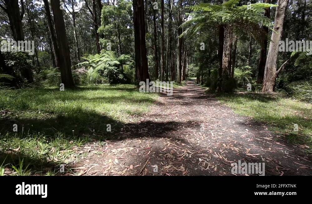 Slow panning view of Australian Eucalyptus and Tree Fern forest near ...