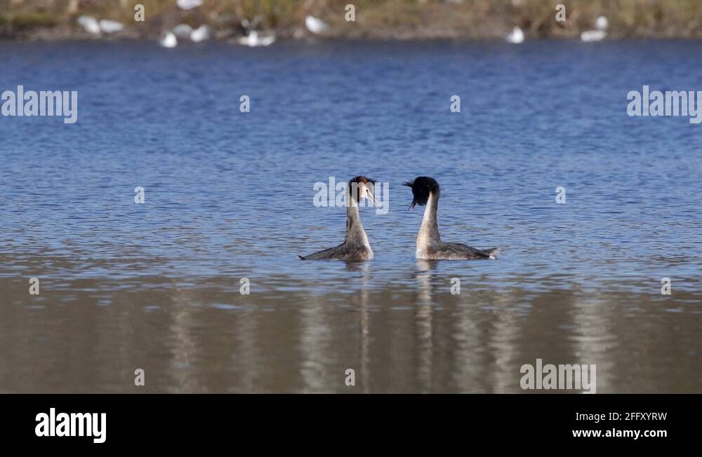Grebe foot Stock Videos & Footage - HD and 4K Video Clips - Alamy