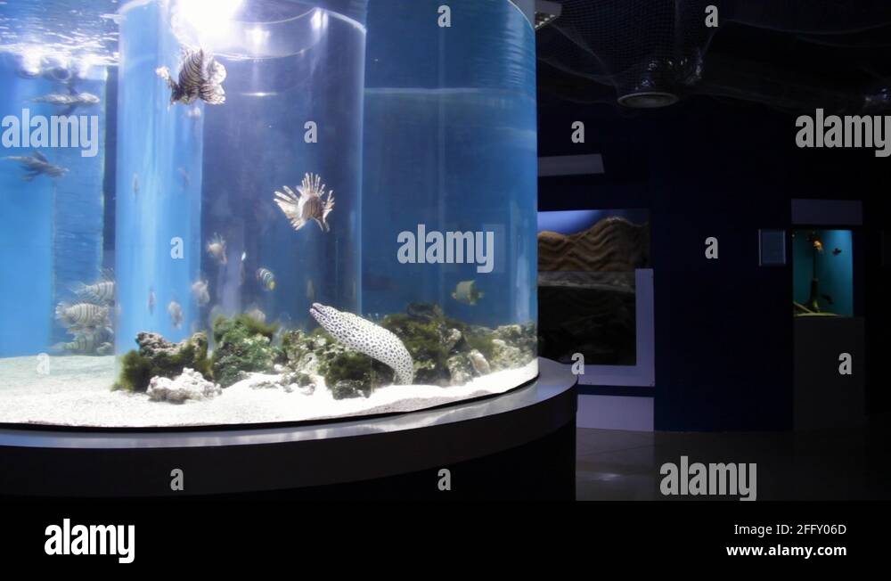 Visitor watching fish Stock Videos & Footage - HD and 4K Video Clips ...