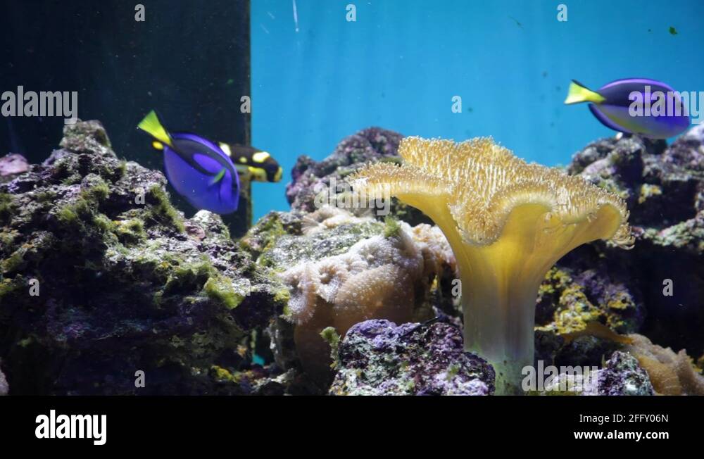 Wildlife biodiversity Stock Videos & Footage - HD and 4K Video Clips ...