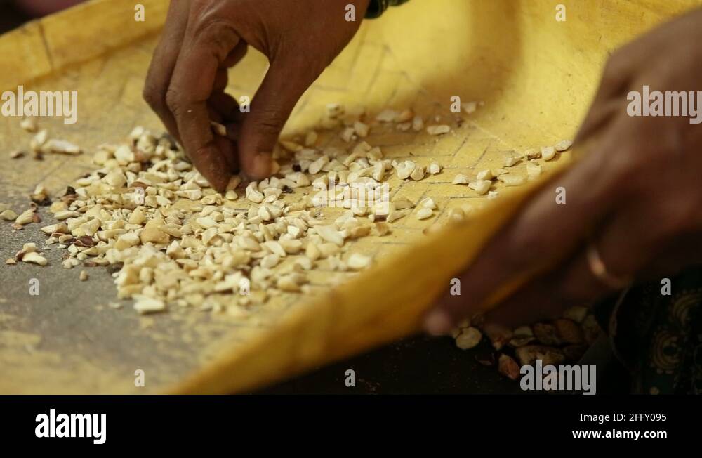 Woman picking and sorting cashew nuts with her hands Stock Video ...