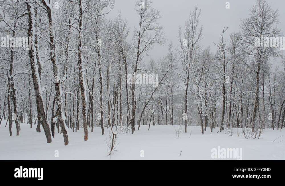 Mountain birch forest Stock Videos & Footage - HD and 4K Video Clips ...