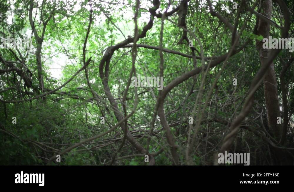 Dry forest and tropical jungle Stock Videos & Footage - HD and 4K Video ...