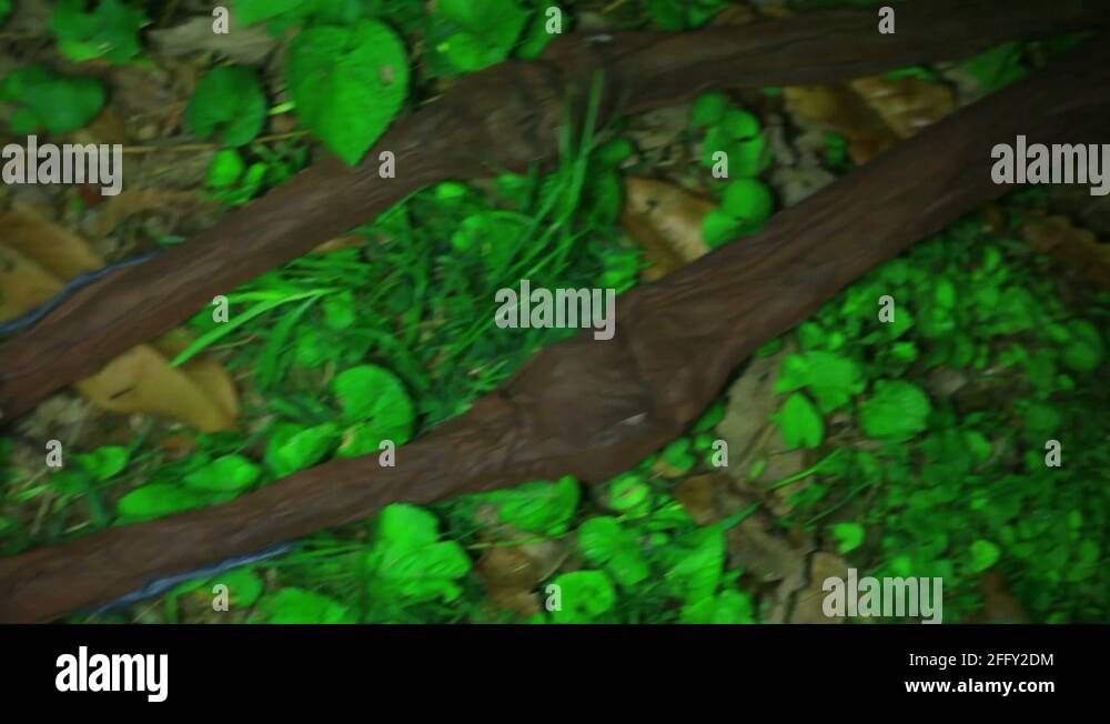 Corpse rotting Stock Videos & Footage - HD and 4K Video Clips - Alamy