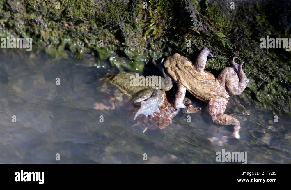 Fighting frogs Stock Videos & Footage - HD and 4K Video Clips - Alamy
