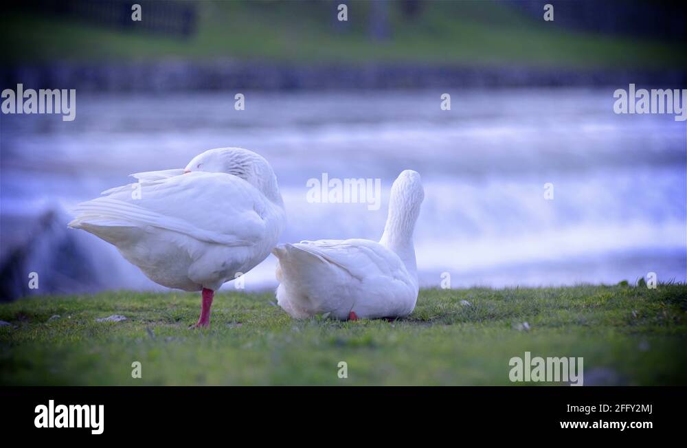 Two goose rest in front of waterfall 4K Stock Video Footage - Alamy