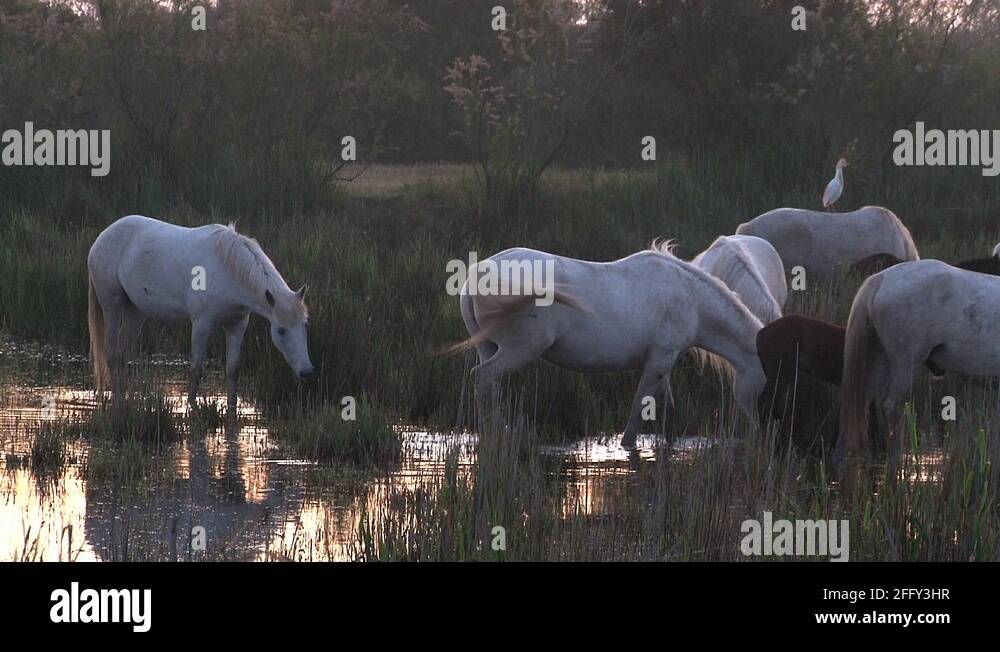 Horse swamp Stock Videos & Footage - HD and 4K Video Clips - Alamy