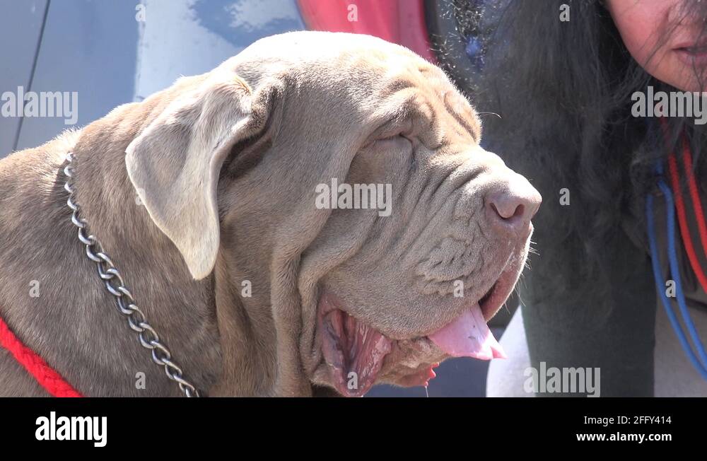 Dog at the stadium close up different breeds of dogs 4k Stock Video ...