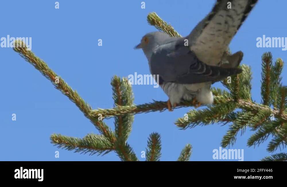 Cuckoo fauna Stock Videos & Footage - HD and 4K Video Clips - Alamy