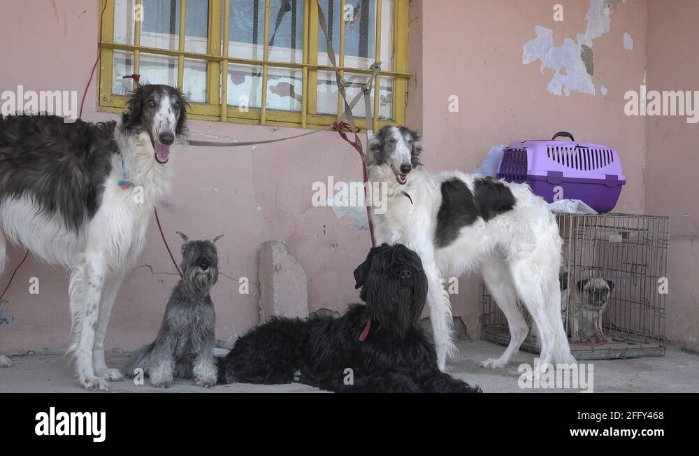 Dog pug at the stadium close up different breeds of dogs 4k Stock Video ...