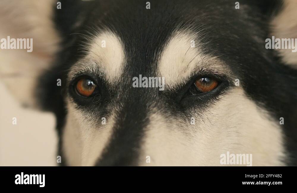 Dog eyes Stock Videos & Footage - HD and 4K Video Clips - Alamy