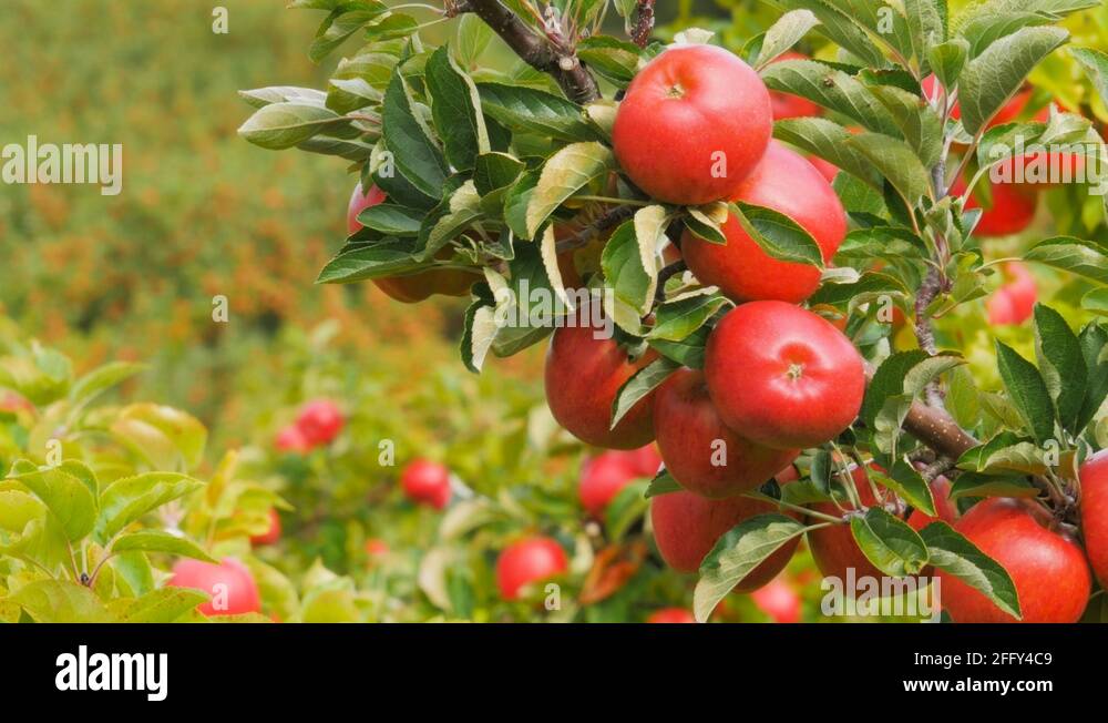 Pink lady tree Stock Videos & Footage - HD and 4K Video Clips - Alamy