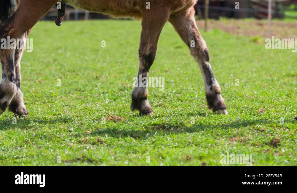 Horse hooves of young foal in green grass walk 4K Stock Video Footage ...