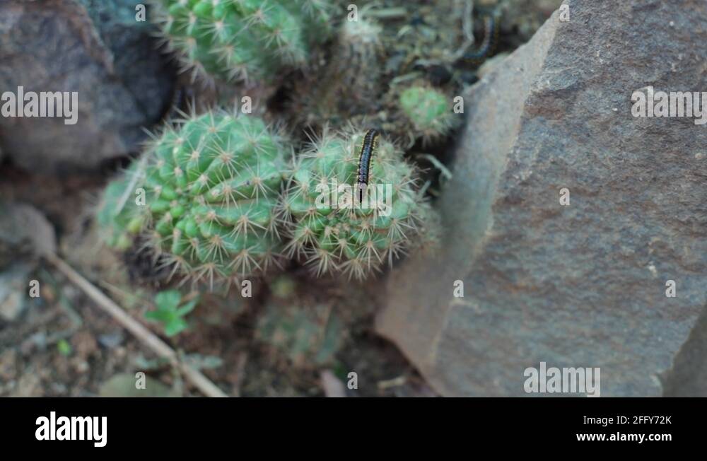 Creepy cactus Stock Videos & Footage - HD and 4K Video Clips - Alamy