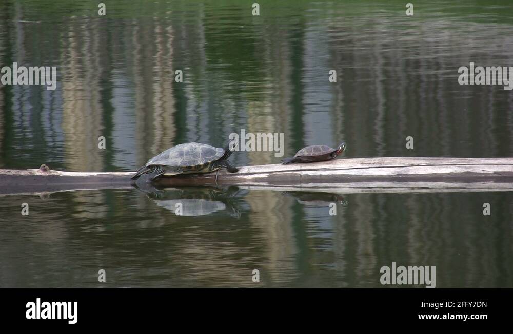 Floating log Stock Videos & Footage - HD and 4K Video Clips - Alamy