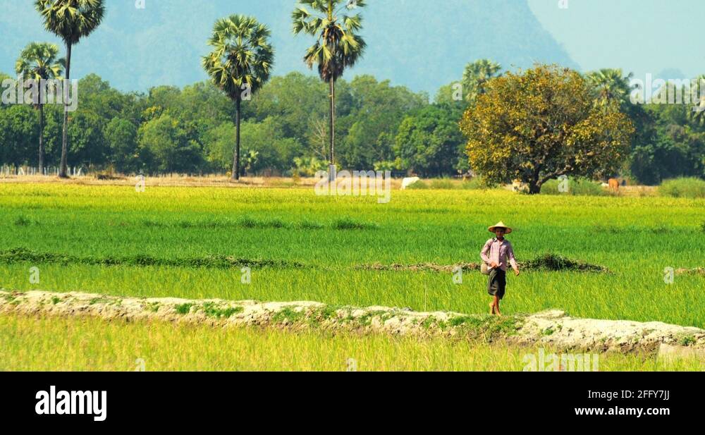 Burmese landscapes Stock Videos & Footage - HD and 4K Video Clips - Alamy