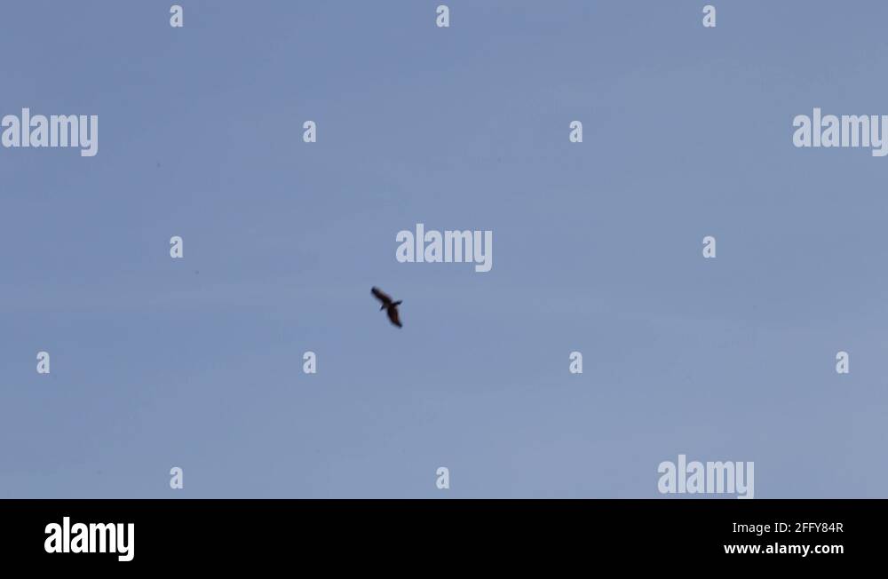 Bird flying above trees Stock Videos & Footage - HD and 4K Video Clips ...